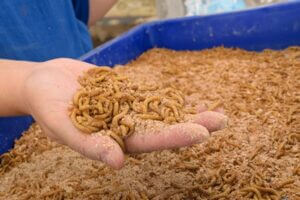 Do Canaries Eat Mealworms? — Canary Knowledge