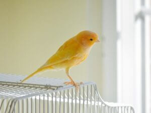 Why Is My Canary Standing on One Leg? (Unipedal Stance)