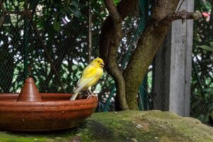 What Is The Normal Lifespan of A Canary? (Wild + Captivity)